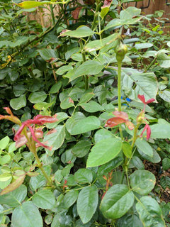 about the rose sepal