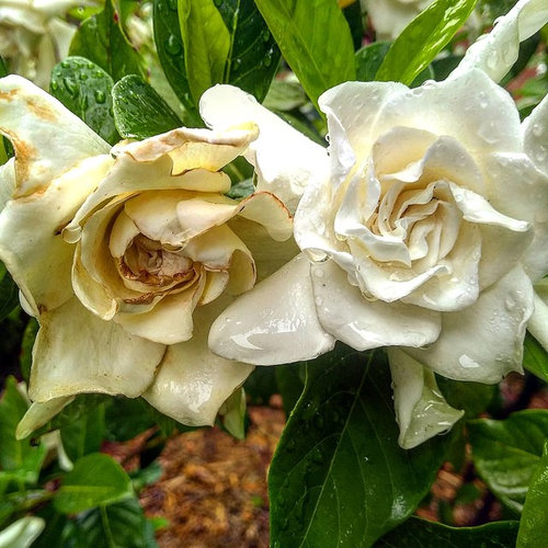 Gardenia Blooms!