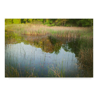 "Lily Pads And Reeds" by Anthony Paladino, Canvas Art, 12"x19" - Rustic ...