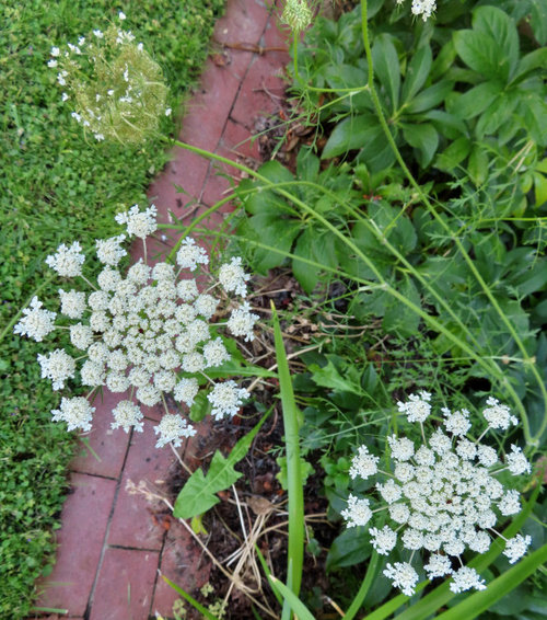 OT - Suddenly appearing weed - Queen Anne's Lace?