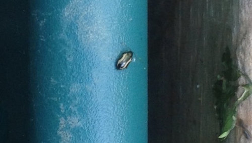 Ned help identifying insect.