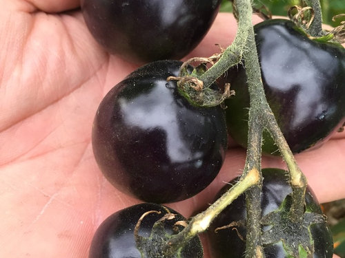 Black Tomato ID