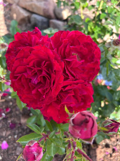 True Bloom True Spirit.....I don't know? I've got my doubts?