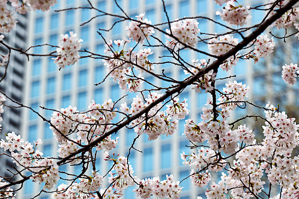 "Doki Doki", 40" x 60" - Asian - Prints And Posters - by JVA Art Group ...