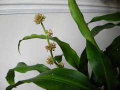 blooming corn plant?