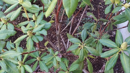 Please help identify these Seattle plants