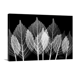 X-Ray Leaves x-ray photography Wrapped Canvas Art Print, 18"x12 ...