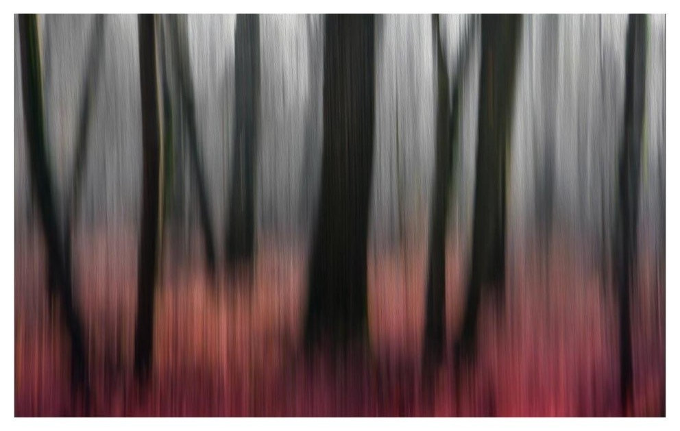 "Red Wood" Digital Paper Print by Gilbert Claes, 24"x16", 42"x27" - Contemporary - Prints And ...