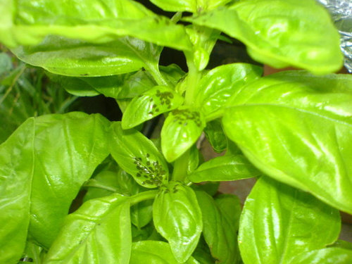 identifying basil damage (small circles)? *PHOTOS*