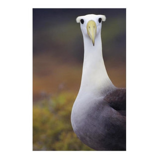 Waved Albatross Adult In Nesting Colony, Galapagos Islands, Ecuador ...