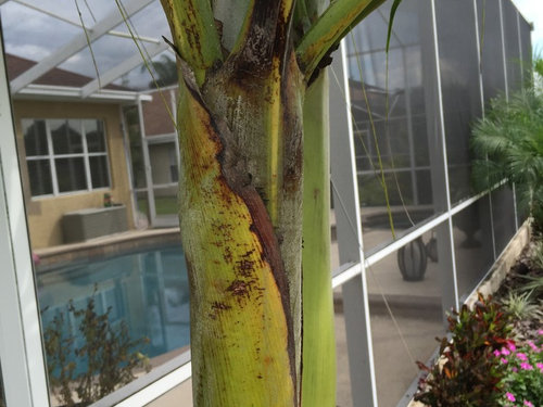 Need help with adonida palm!!!