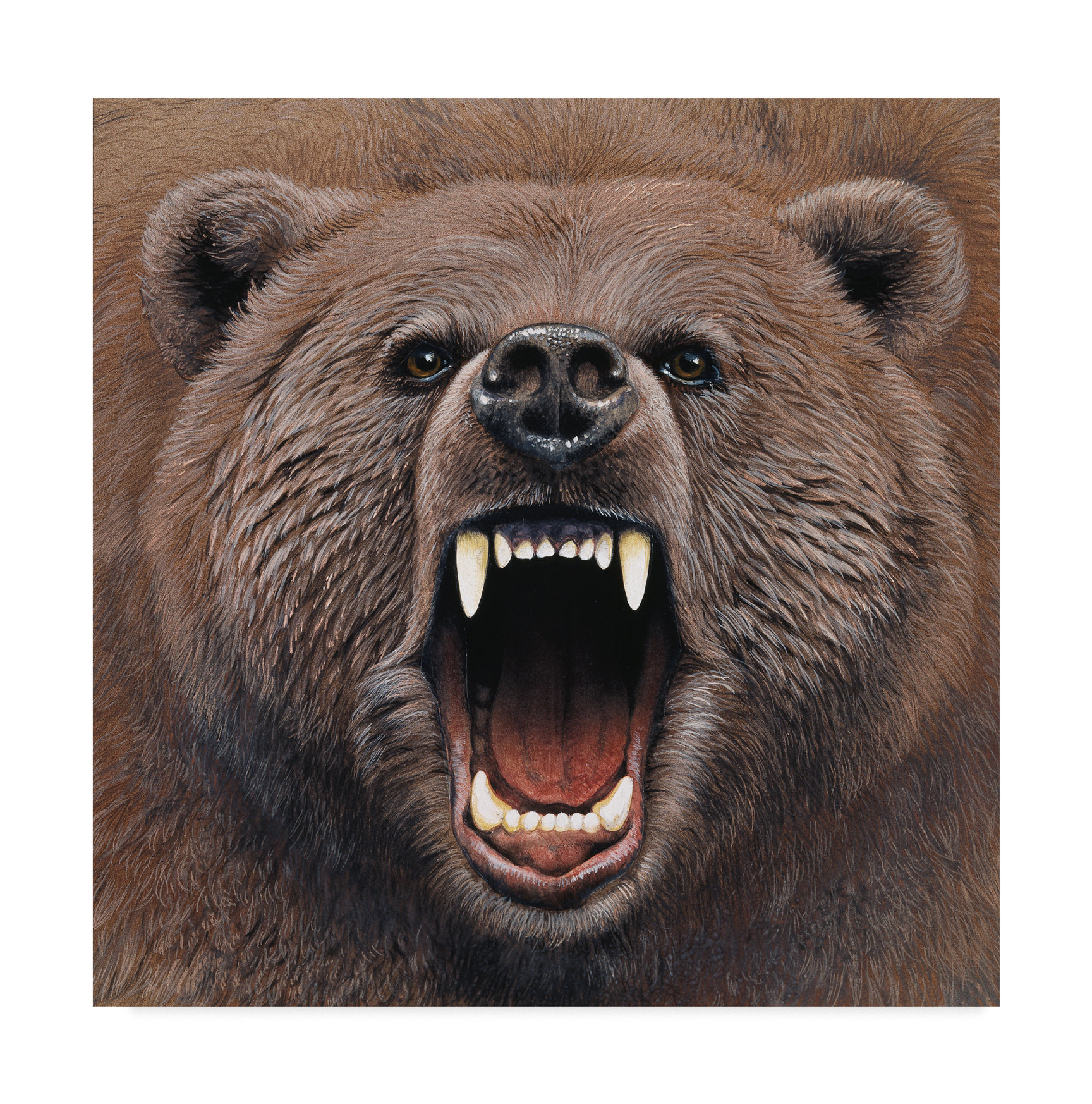 Harro Maass 'Bear Portrait' Canvas Art, 14"x14" - Rustic - Prints And ...