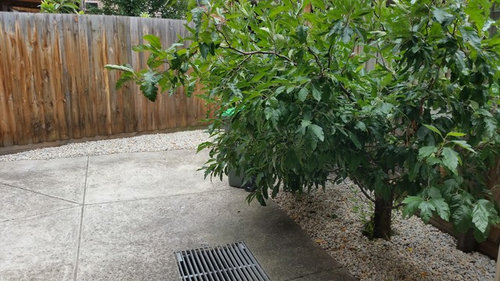 Small concrete courtyard ideas | Houzz AU