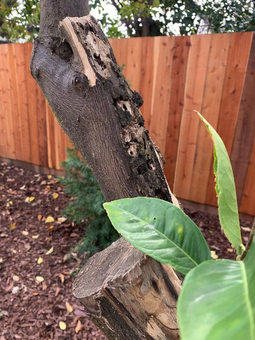 Orange tree pruning (infested branch?)