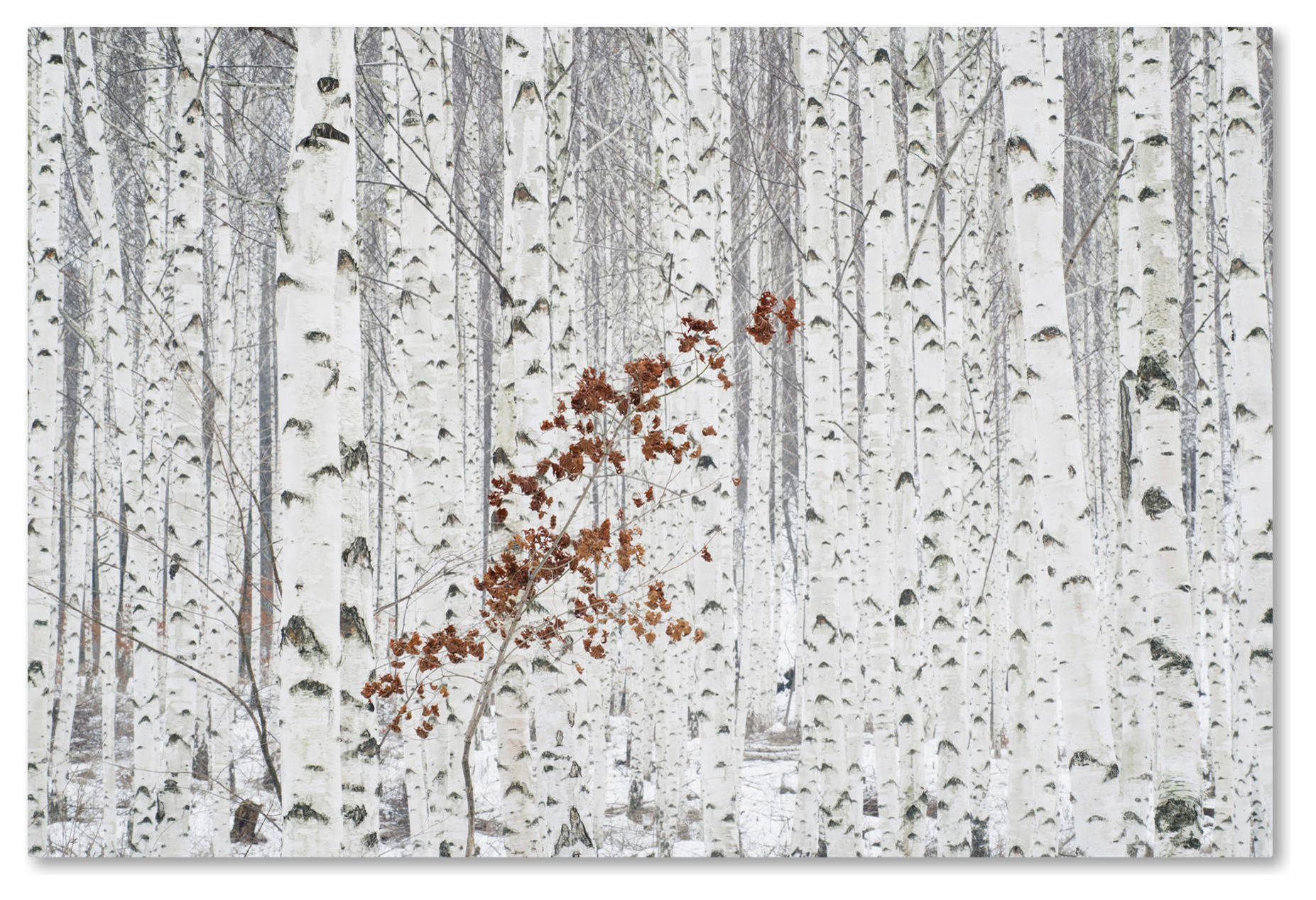 Donghee, Han 'From White' Canvas Art, 24"x 16" - Contemporary - Prints ...