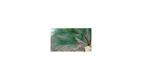 Pinus Gold???
