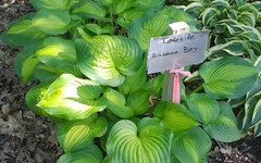 Trip to Fox Hosta Farm | Houzz Forum