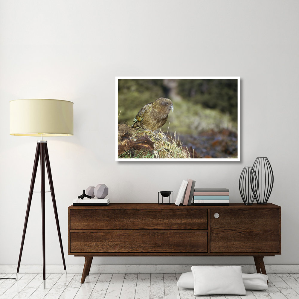 Kea Portrait, Arthur'S Pass National Park, New Zealand-Paper Art, 32 ...