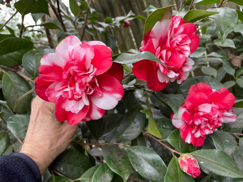 Camellia season in northern VA | Houzz Forum