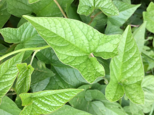 Check out this vine choking other plants