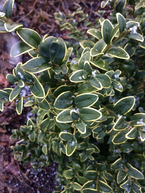 Boxwood with gold tipped leaves