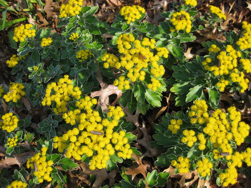 Ajania in full bloom right now.