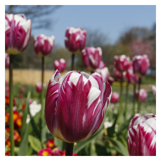 Blueberry Ripple Tulips, 20-Bulbs - Contemporary - Artificial Flower ...