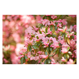 Fine Art Photograph, Pink Rhody III, Fine Art Paper Giclee, 36"x24 ...