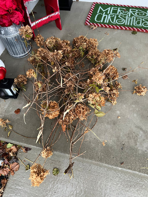 Snow damaged limelight hydrangea tree