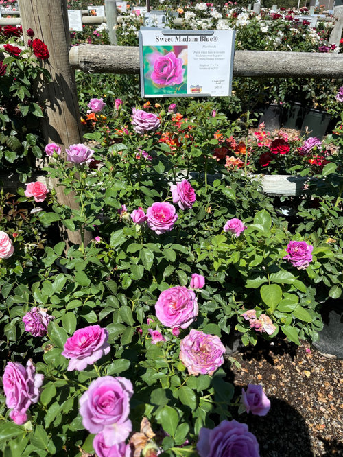 Is anyone growing the rose Sweet Madame Blue? | Houzz Forum