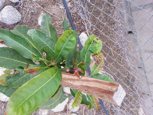 In Ground Mango leaf tips are curling and bumpy | Houzz Forum