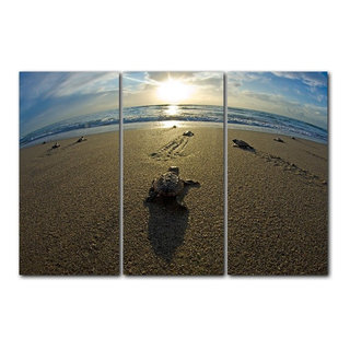 Ready2hangart Christopher Doherty Photography 'Loggerhead ' 3-PC Canvas ...