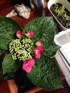 how to treat hydrangea Powdery Mildew?