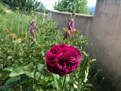 Thoughts on Falstaff rose? Vs Heathcliff rose?