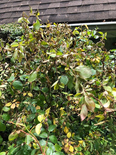 Is this Round-up damage?