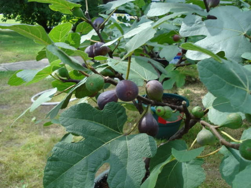 Peg's Figs