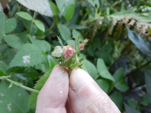 Gallica (La belle sultan) buds deformed/ mutilated buds