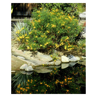 Southwestern Plants - American Southwest - Garden - Phoenix - by Noelle ...