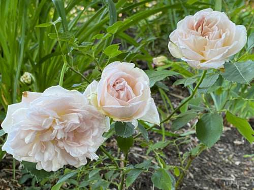 Fragrance of Cymbeline