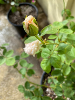 EMERGENCY ROSE RESUSCITATION HELP PLEASE