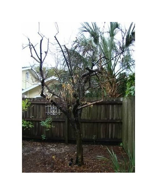 My Old Orange Tree...dead. | Houzz Forum
