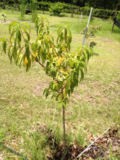 Dying Peach Trees!