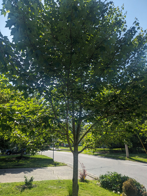 Pruning Advice For Red Maple with Codominant Leaders