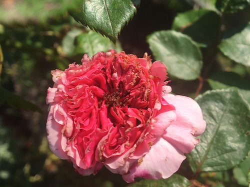Springtime bullnose on blooms | Houzz Forum
