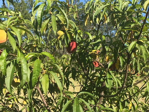 Tropic Beauty Peach Tree - North Florida - HELP!!! | Houzz Forum