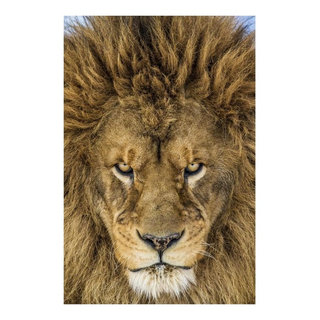 "Serious Lion" Digital Paper Print by Mike Centioli, 14"x20", 42"x62 ...