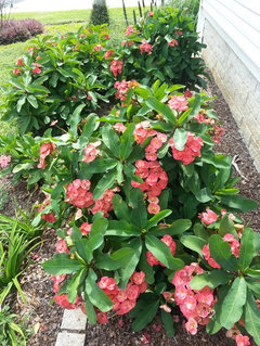 How to prune or cut back Crown of Thorns