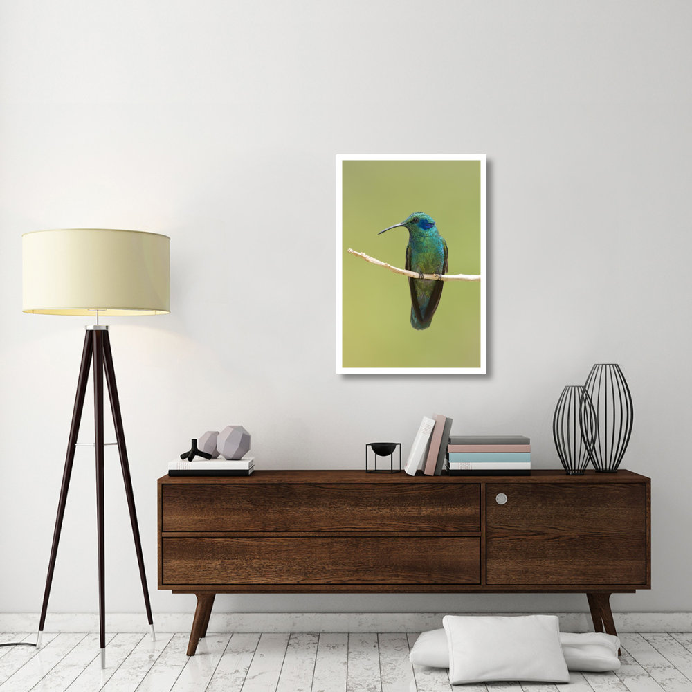 "Green Violet-ear hummingbird, Costa Rica" Paper Print by Steve Gettle ...