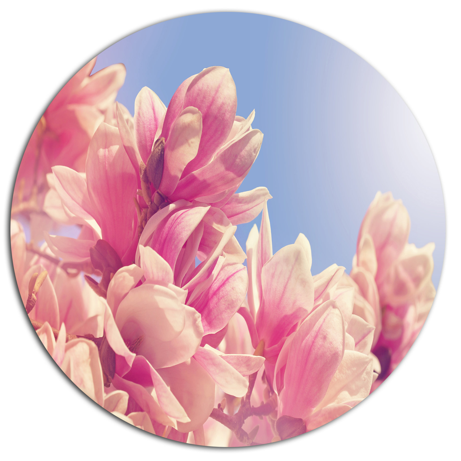 Magnolia Flowers On Sky Background, Floral Disc Metal Wall Art, Disc of ...
