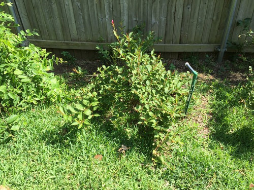 North Texas shrubs and flowers